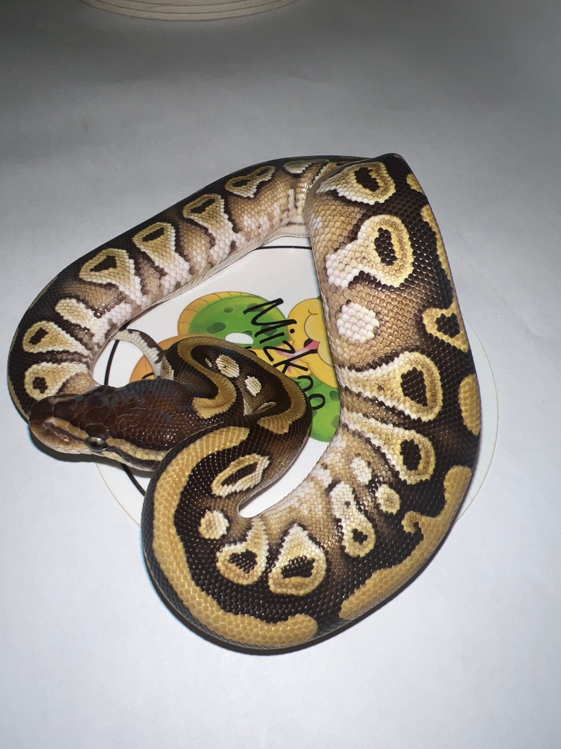 Mojave 50% Het Lavender Ball Python by Mizkas Balls and exotics ...