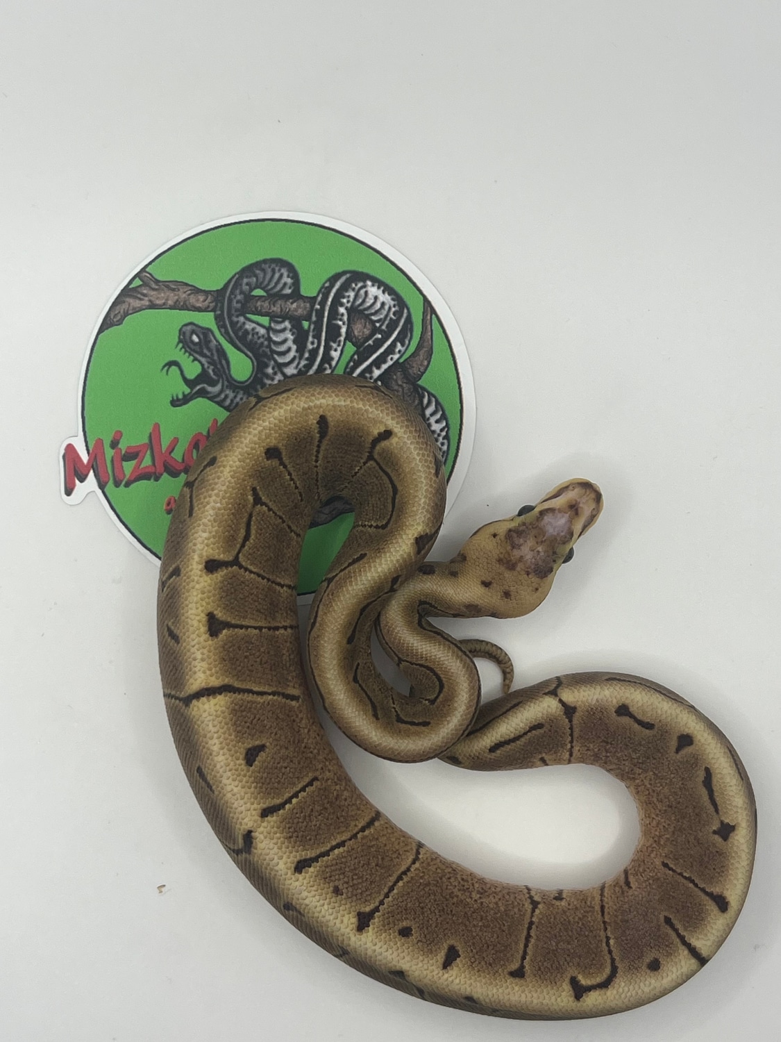Spider, Pinstripe, 50% Het Clown Ball Python by Mizkas Balls and ...