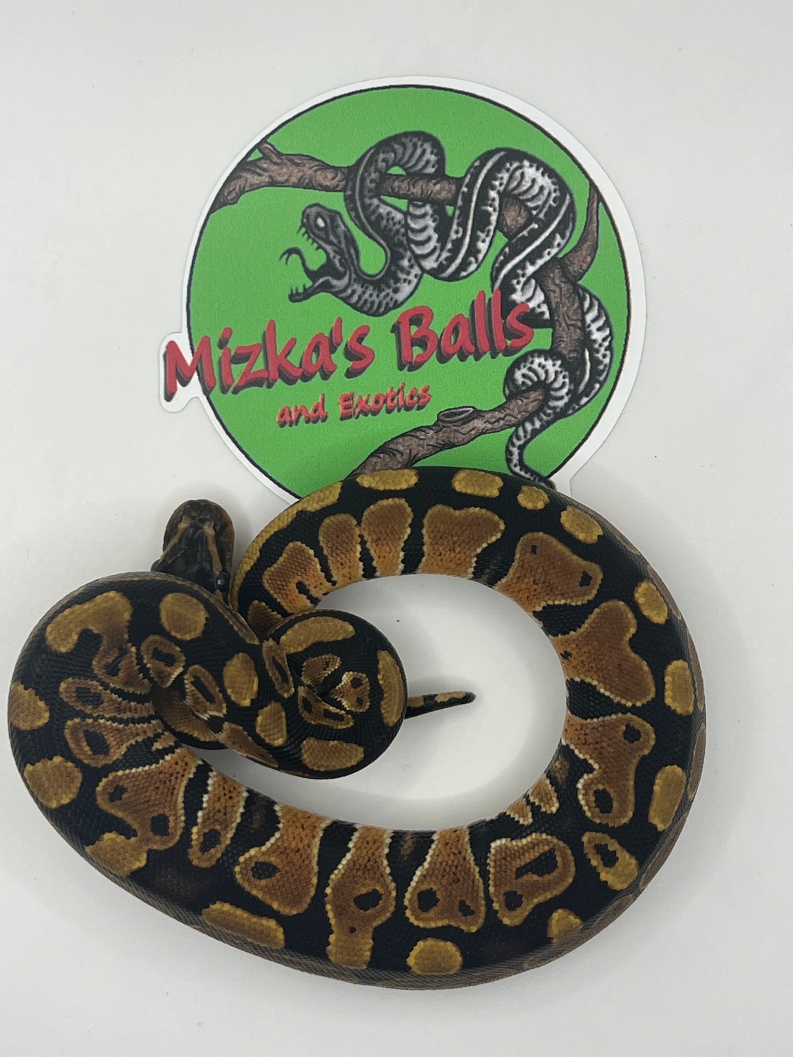 33% Het Pied Ball Python by Mizkas Balls and exotics - MorphMarket