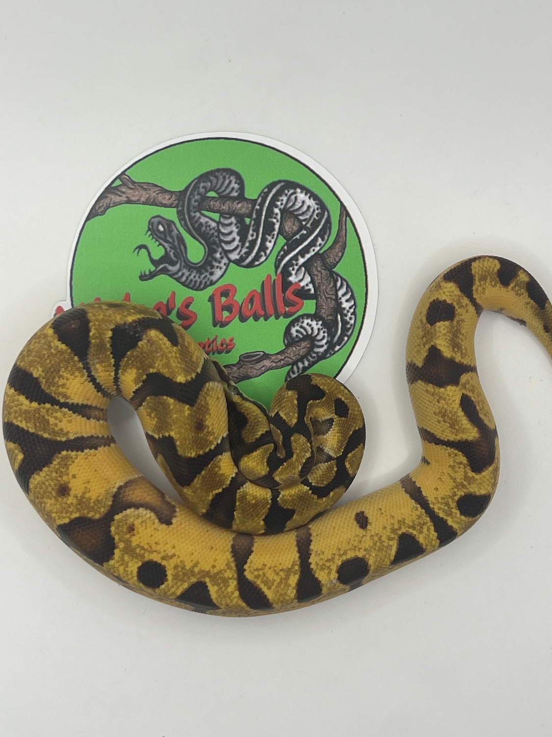 Pastel, Super Enchi, 33% Het Pied Ball Python by Mizkas Balls and exotics - MorphMarket