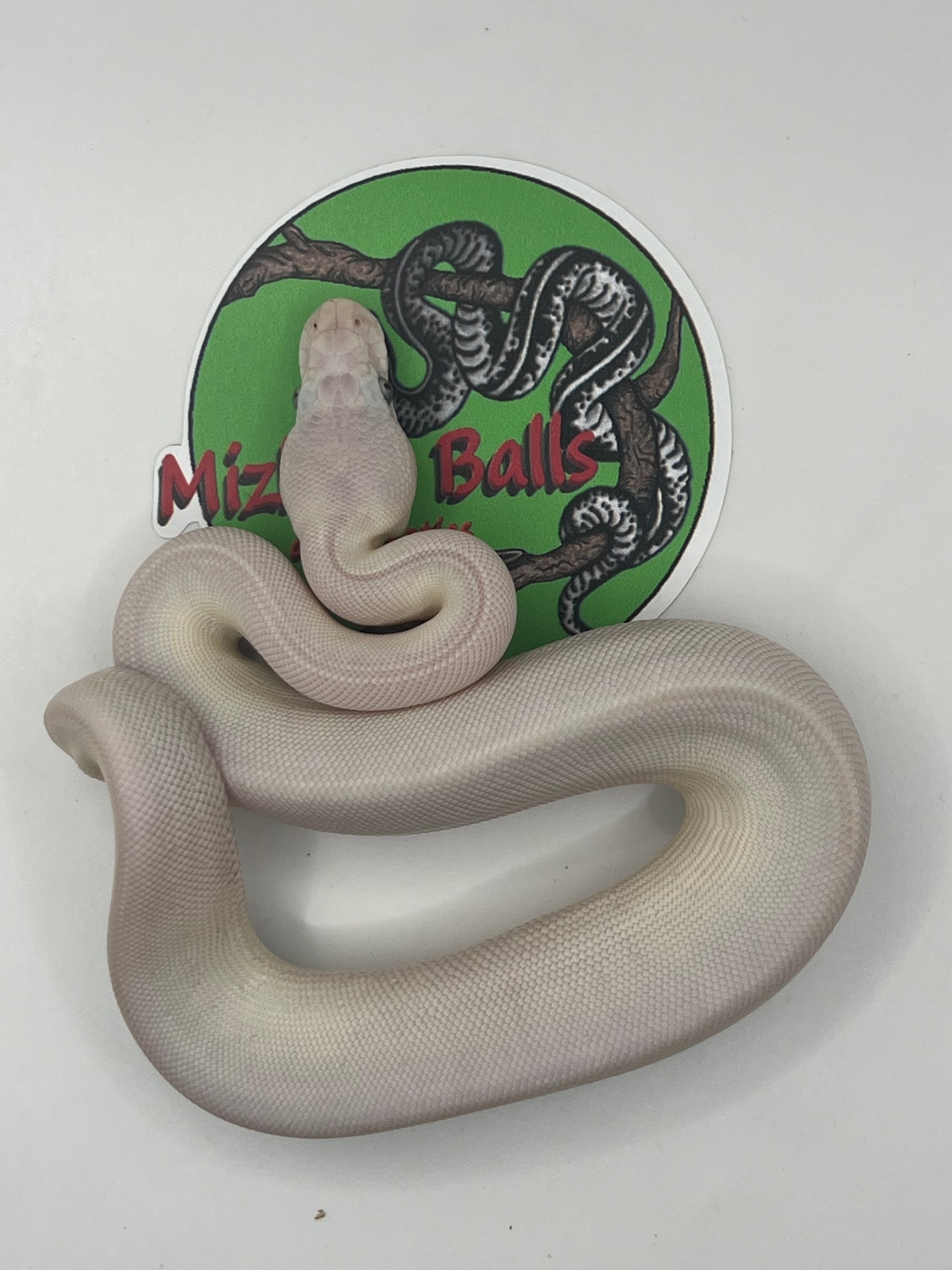 Pastel, BEL (Mojave, Lesser) Ball Python by Mizkas Balls and exotics ...