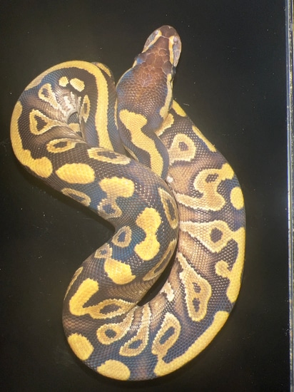 Mojave Ball Python by Mizkas Balls and exotics