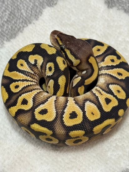 Pastel, Mojave, Poss Yellow Belly, 50% Het Hypo Ball Python by Mizkas ...