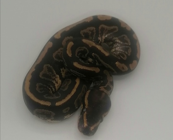 Twister Sable Ball Python by T + T Balls