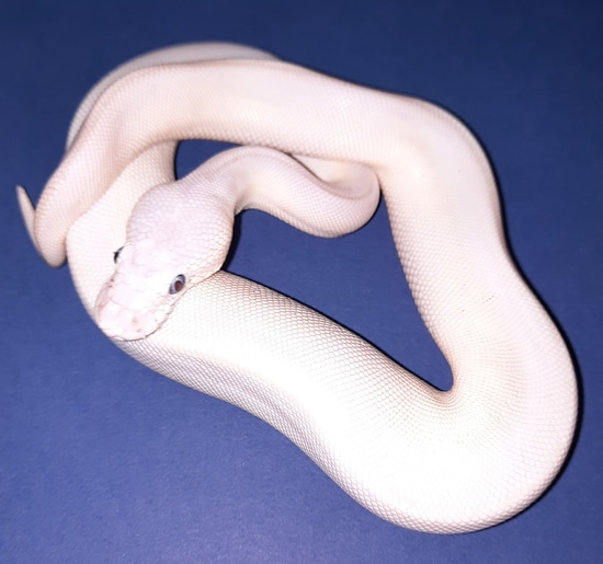 BEL - Mojave/lesser Ball Python by Hocus Pocus Reptiles