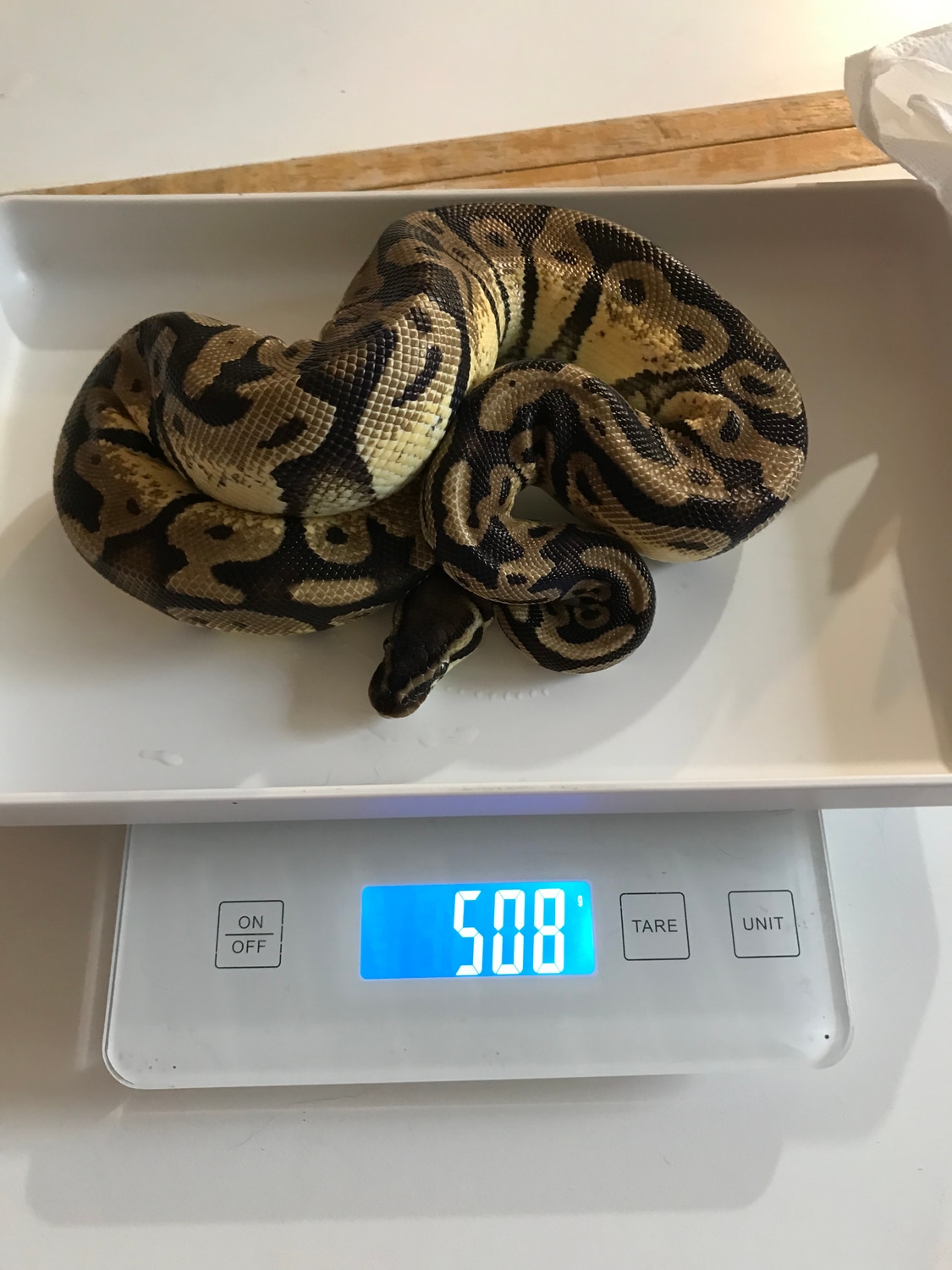 Yellow Belly Ball Python by Hocus Pocus Reptiles - MorphMarket