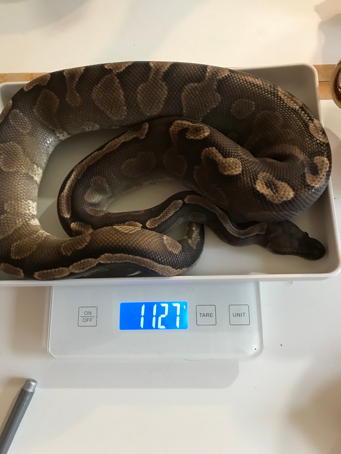 Super Ghi Cinnamon Pastel Ball Python by Hocus Pocus Reptiles - MorphMarket