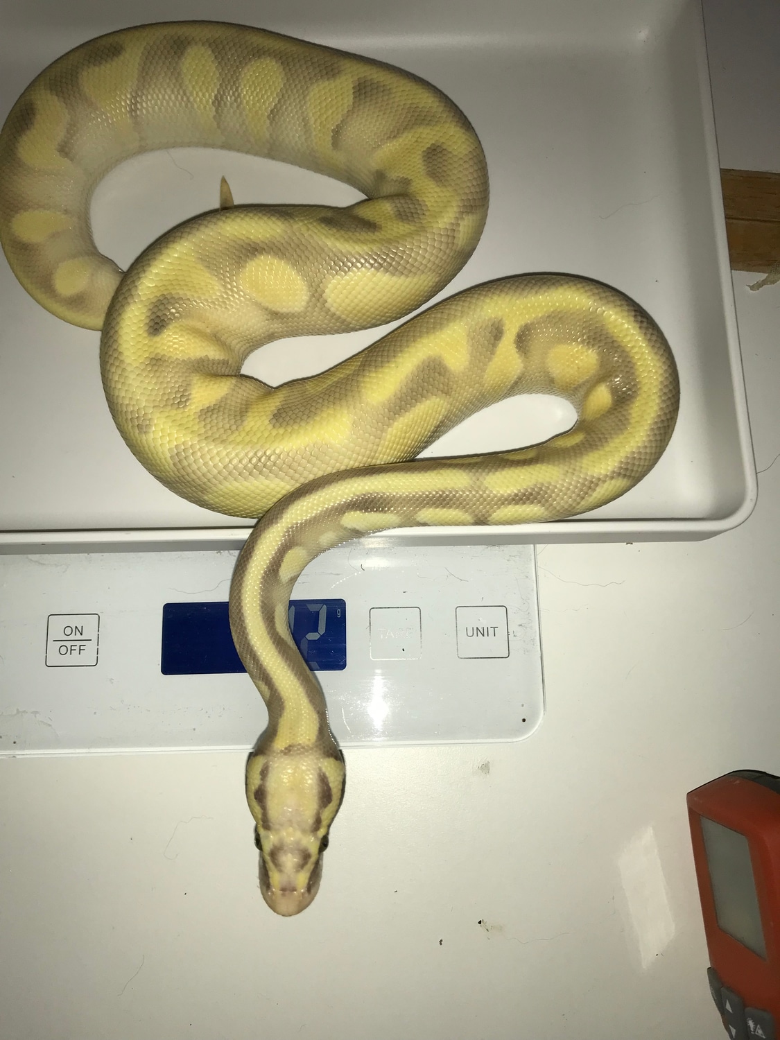 Pastel, Enchi, Butter, Desert Ghost Ball Python by Hocus Pocus Reptiles ...