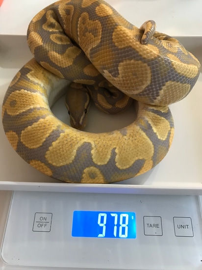 Caramel Glow Ball Python by Hocus Pocus Reptiles