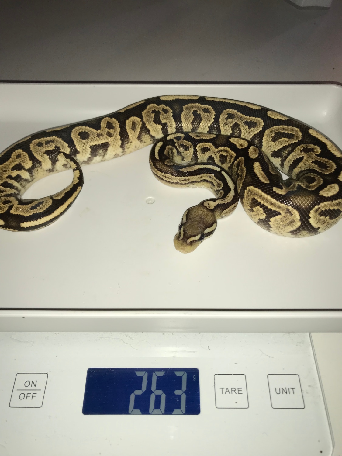 Black Fire Ball Python by Hocus Pocus Reptiles - MorphMarket