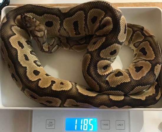 Clown Orange Dream Ball Python by Hocus Pocus Reptiles