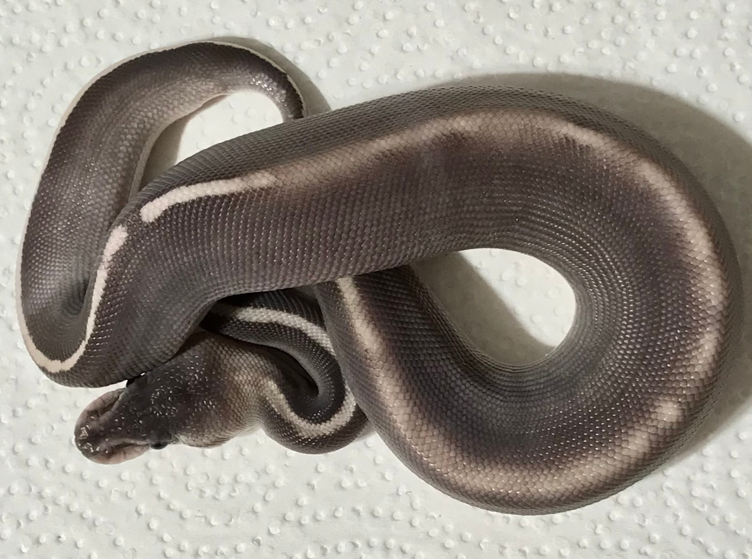 Cinnamon, Mojave, Ghi, Pastel Ball Python by Hocus Pocus Reptiles ...