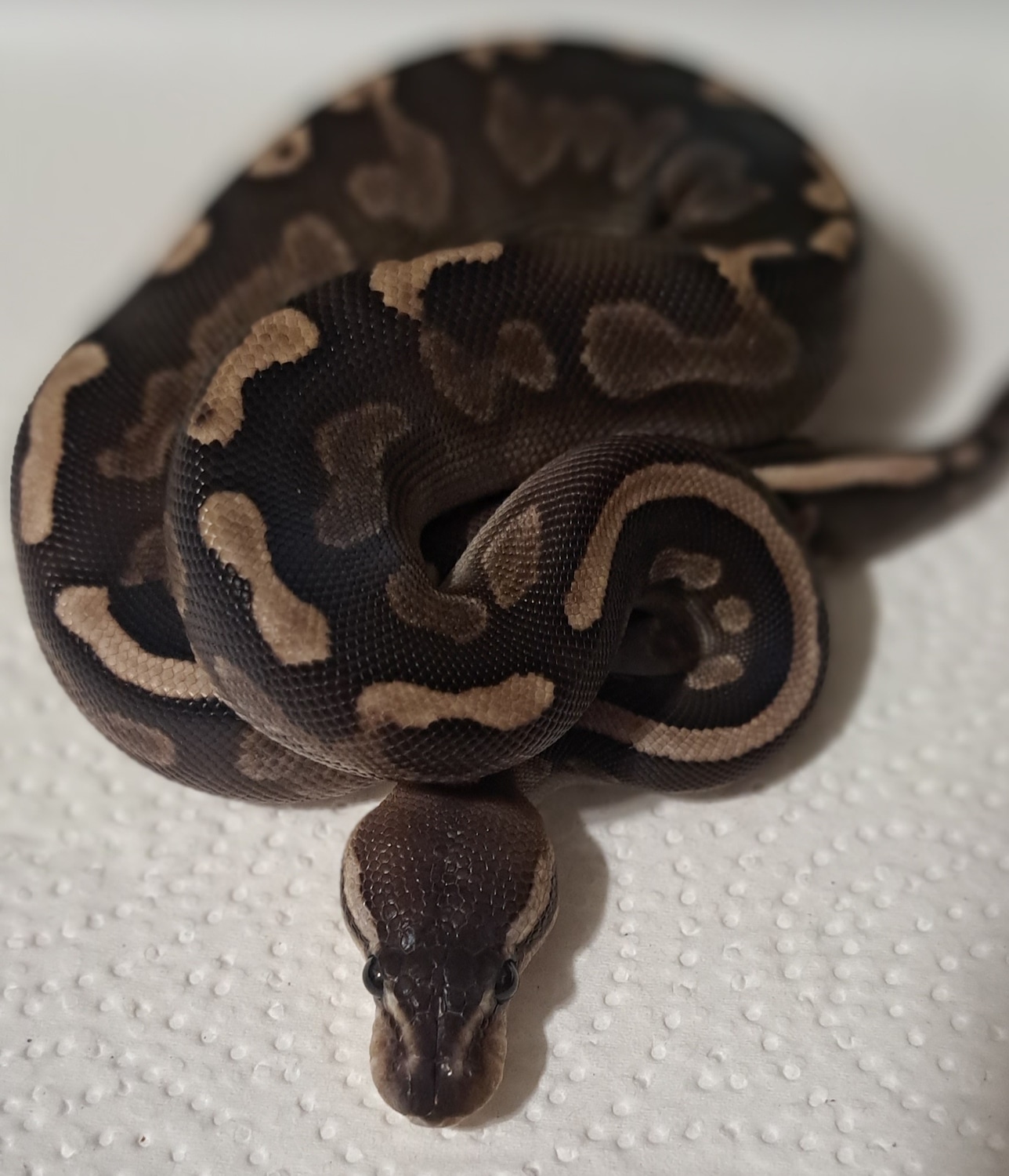Ghi Cinnamon Ball Python by Hocus Pocus Reptiles - MorphMarket