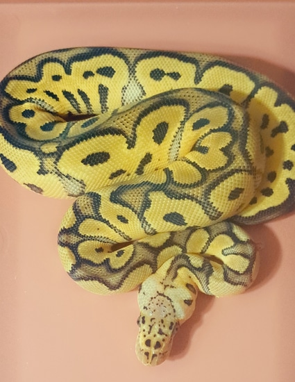 Firefly Clown Possibly Orange Dream Ball Python by Hocus Pocus Reptiles