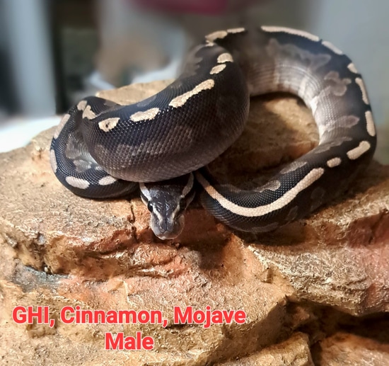Ghi,cinnamon, Mojave Ball Python by Hocus Pocus Reptiles