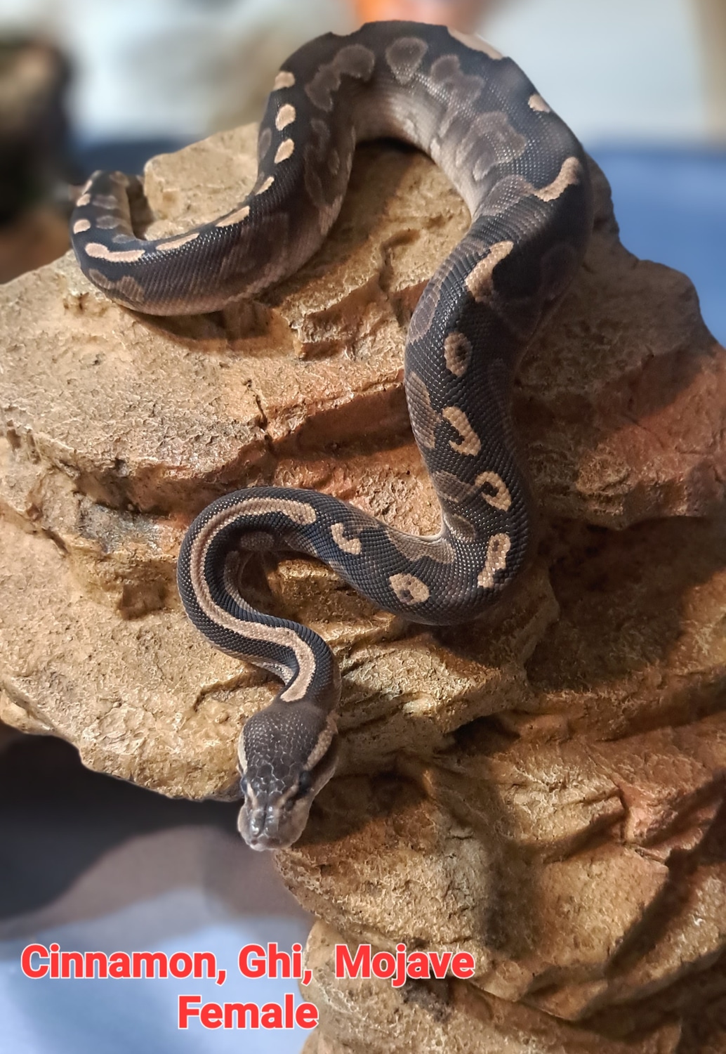 Ghi Cinnamon Ball Python by Hocus Pocus Reptiles - MorphMarket