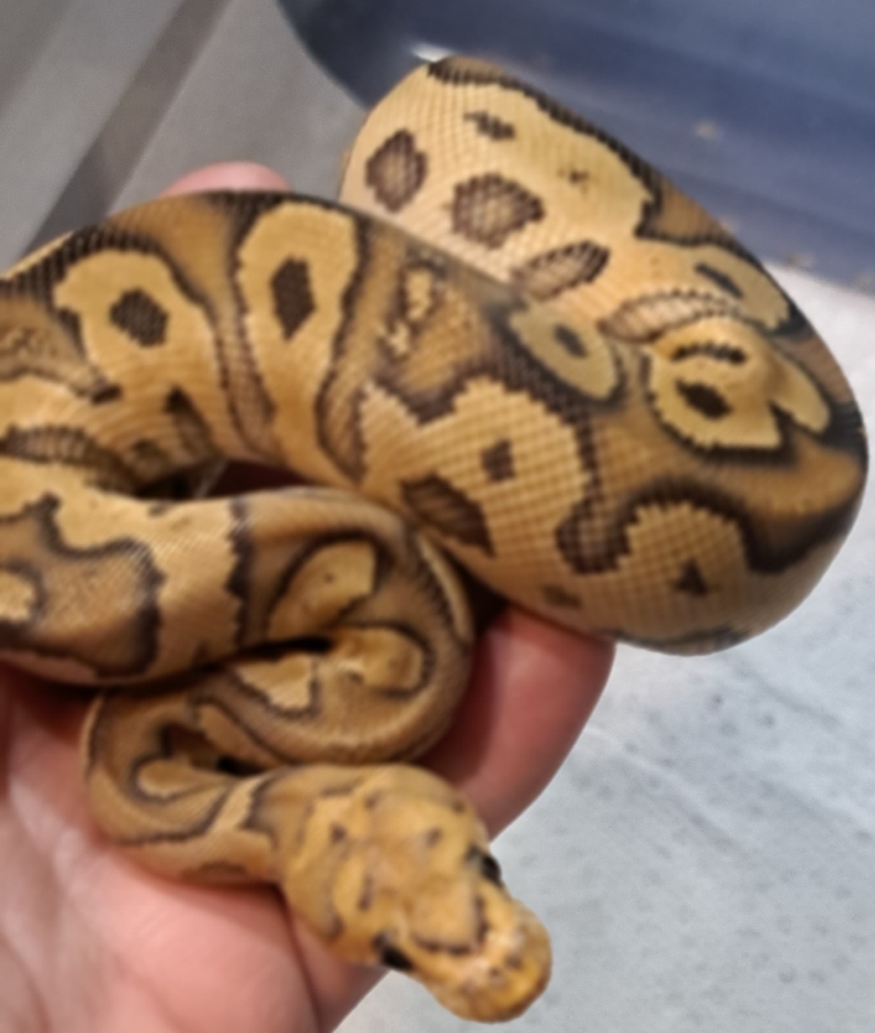 Firefly Clown Possibly Orange Dream Ball Python by Hocus Pocus Reptiles ...