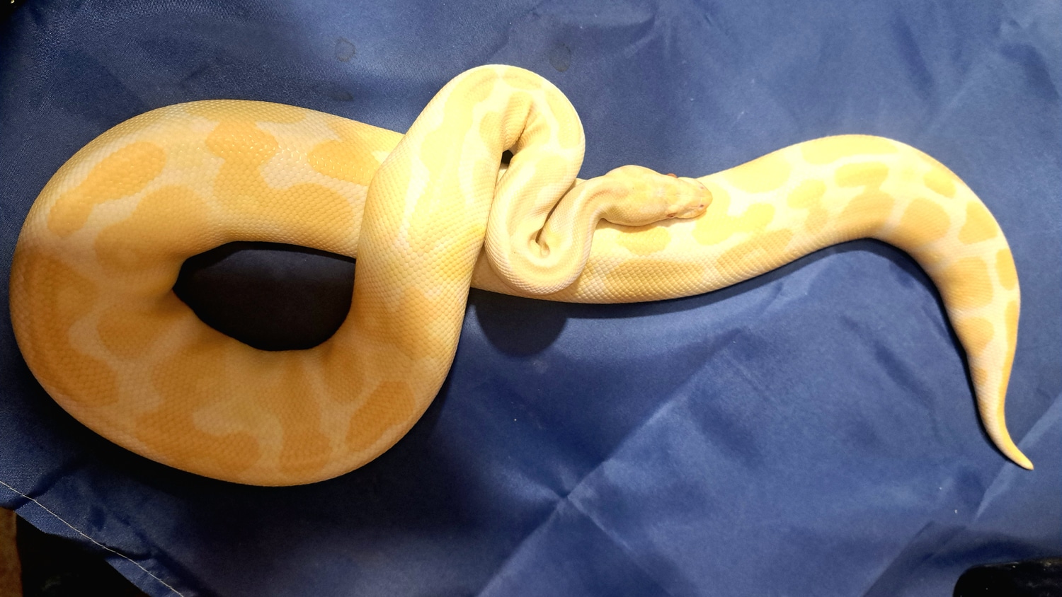 Albino 100%het Clown Het Pied Ball Python by Hocus Pocus Reptiles ...