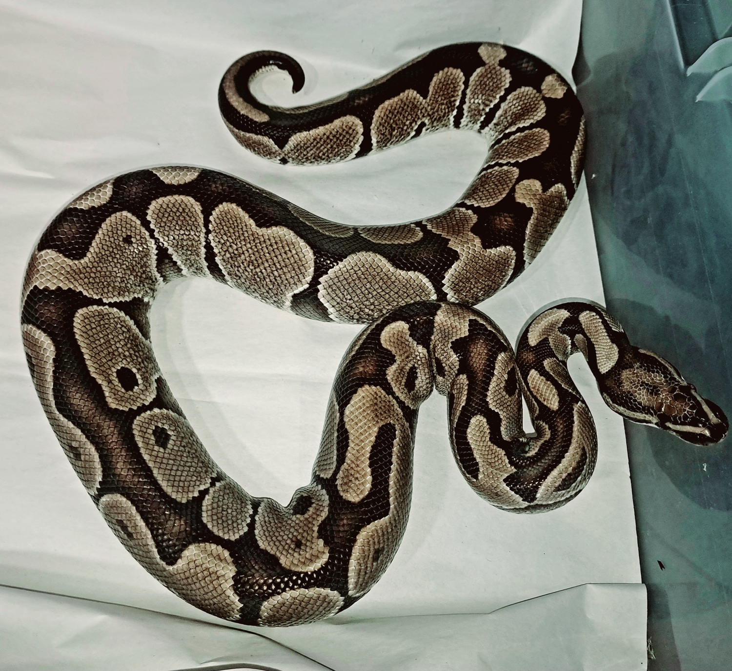 2 Adult Males VPI Axanthic And Clown Ball Python by Hocus Pocus ...