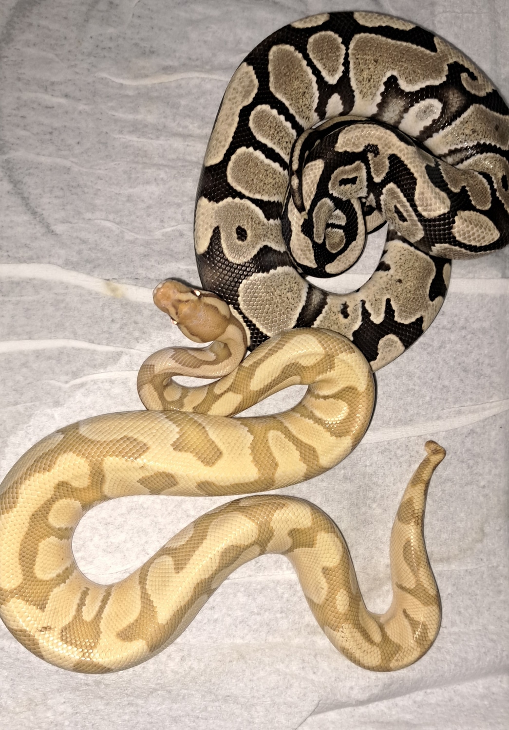 DESERT GHOST PAIR 66 Het Caramel Albino Ball Python by Hocus Pocus ...