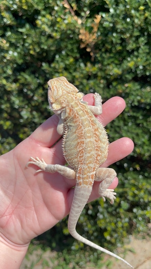 Hypo Het Trans/zero/wits Leatherback Central Bearded Dragon by ...