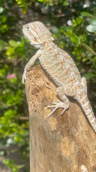 Hypo Het Trans/zero/wits Central Bearded Dragon by Captivating Critters