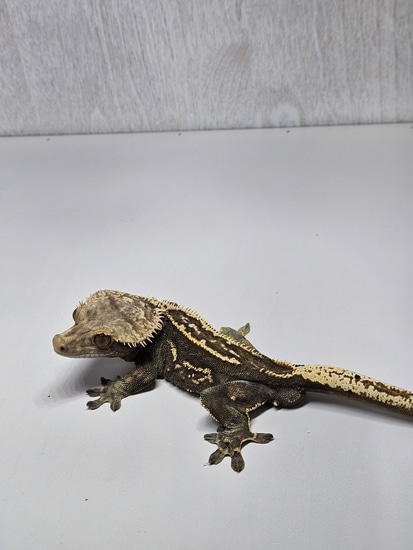 Rtb AE Super Empty Back Crested Gecko by Typhon Exotics