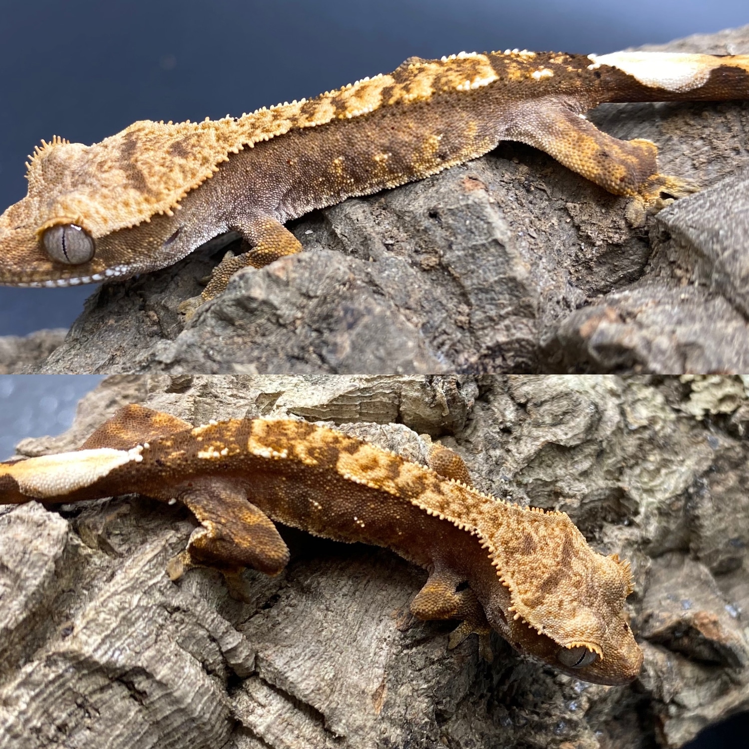 Flame Partial Pinstripe Crested Gecko by Mitch-A-Tech Geckos - MorphMarket