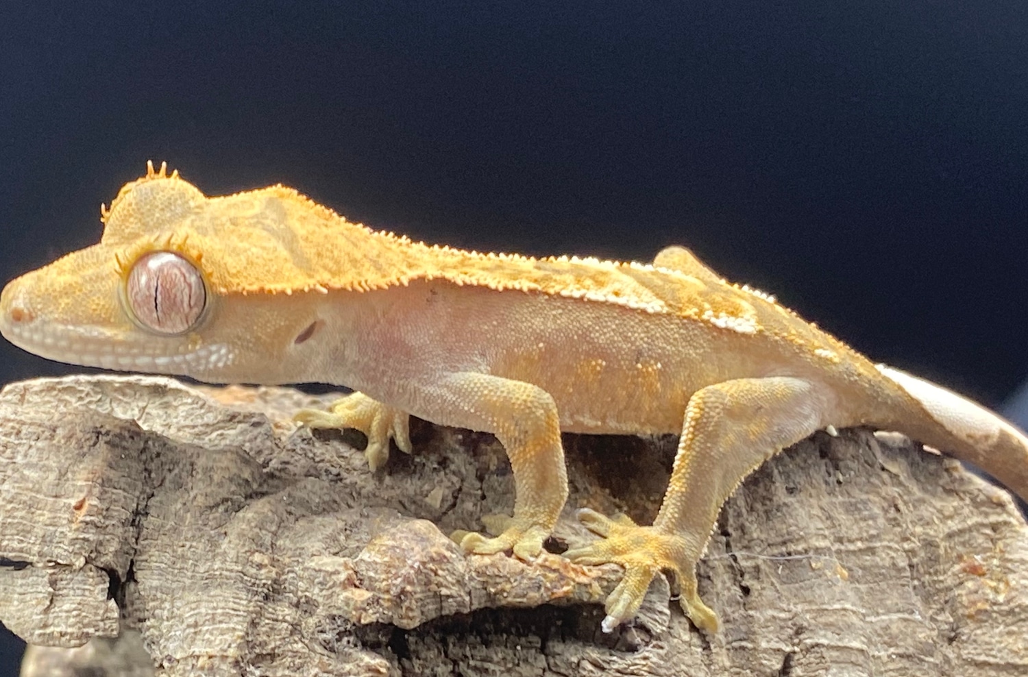 Partial Pinstripe Flame Crested Gecko by Mitch-A-Tech Geckos - MorphMarket