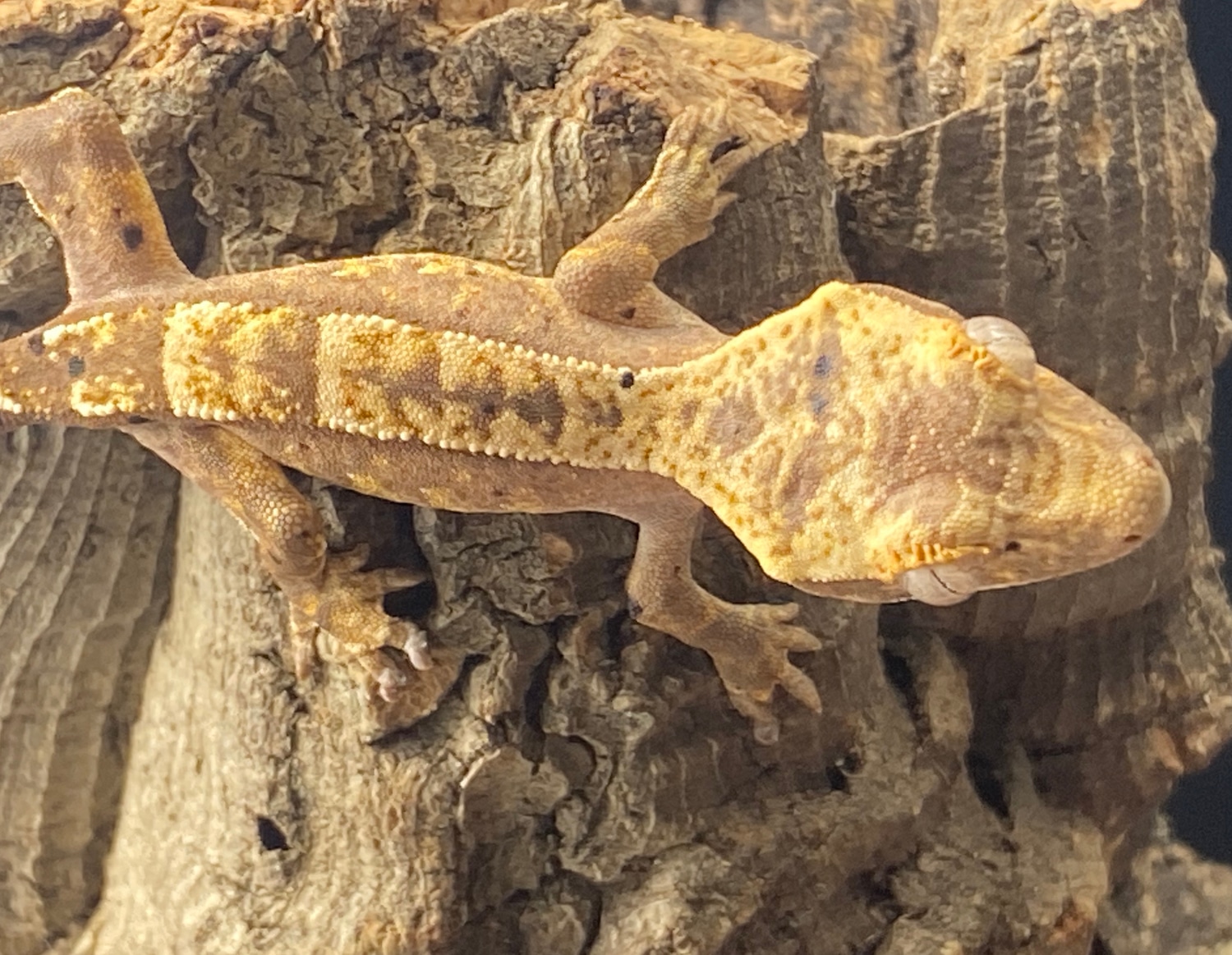 Cream Extreme Harlequin Ink Spots Crested Gecko by Mitch-A-Tech Geckos ...