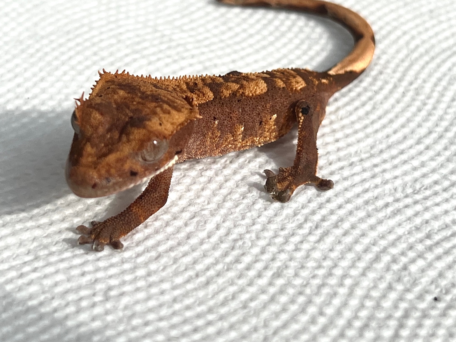 Flame Dalmatian Crested Gecko by Mitch-A-Tech Geckos - MorphMarket