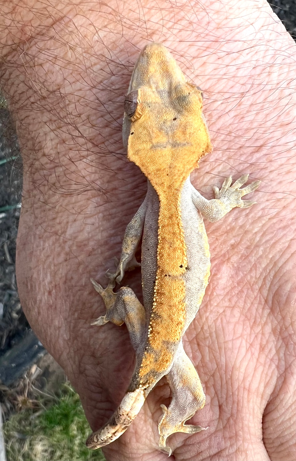 Yellow Lavender Crested Gecko by Mitch-A-Tech Geckos - MorphMarket