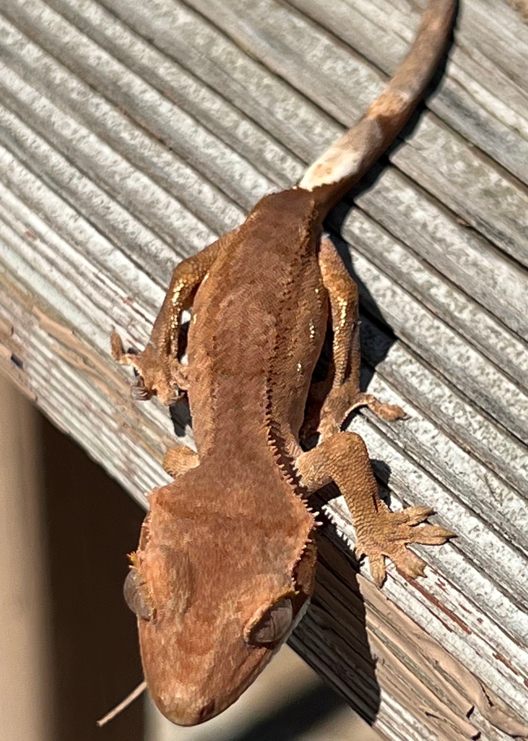 Bicolor With Port Holes Crested Gecko by Mitch-A-Tech Geckos - MorphMarket
