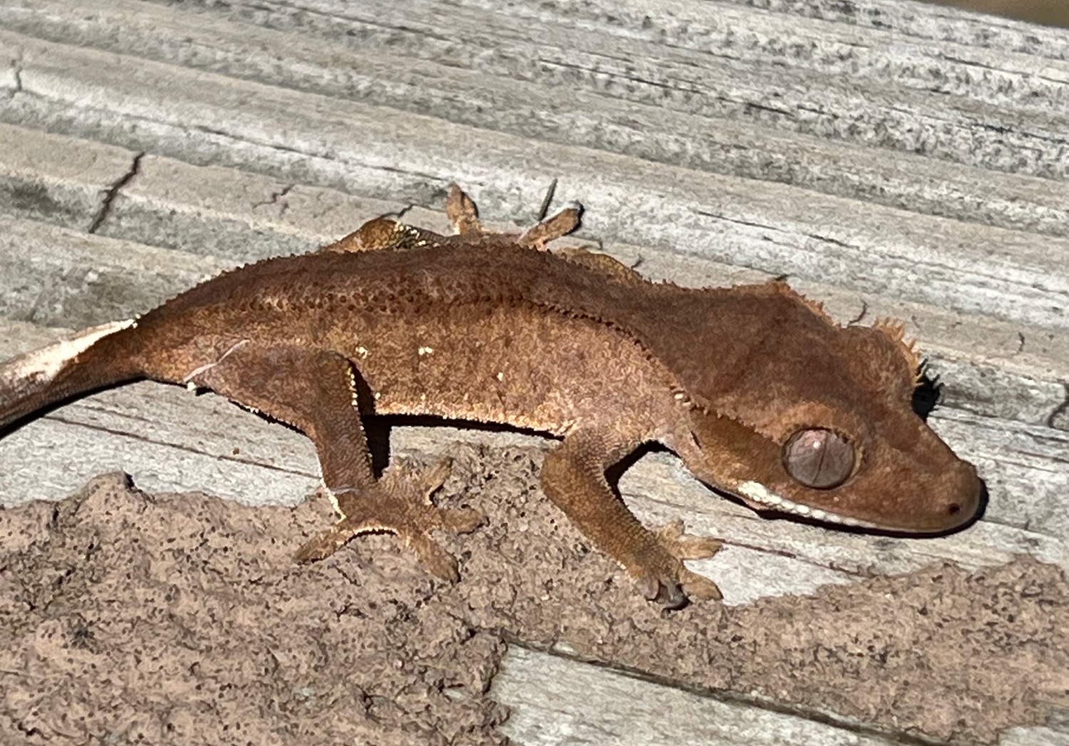 Bicolor With Port Holes Crested Gecko by Mitch-A-Tech Geckos - MorphMarket