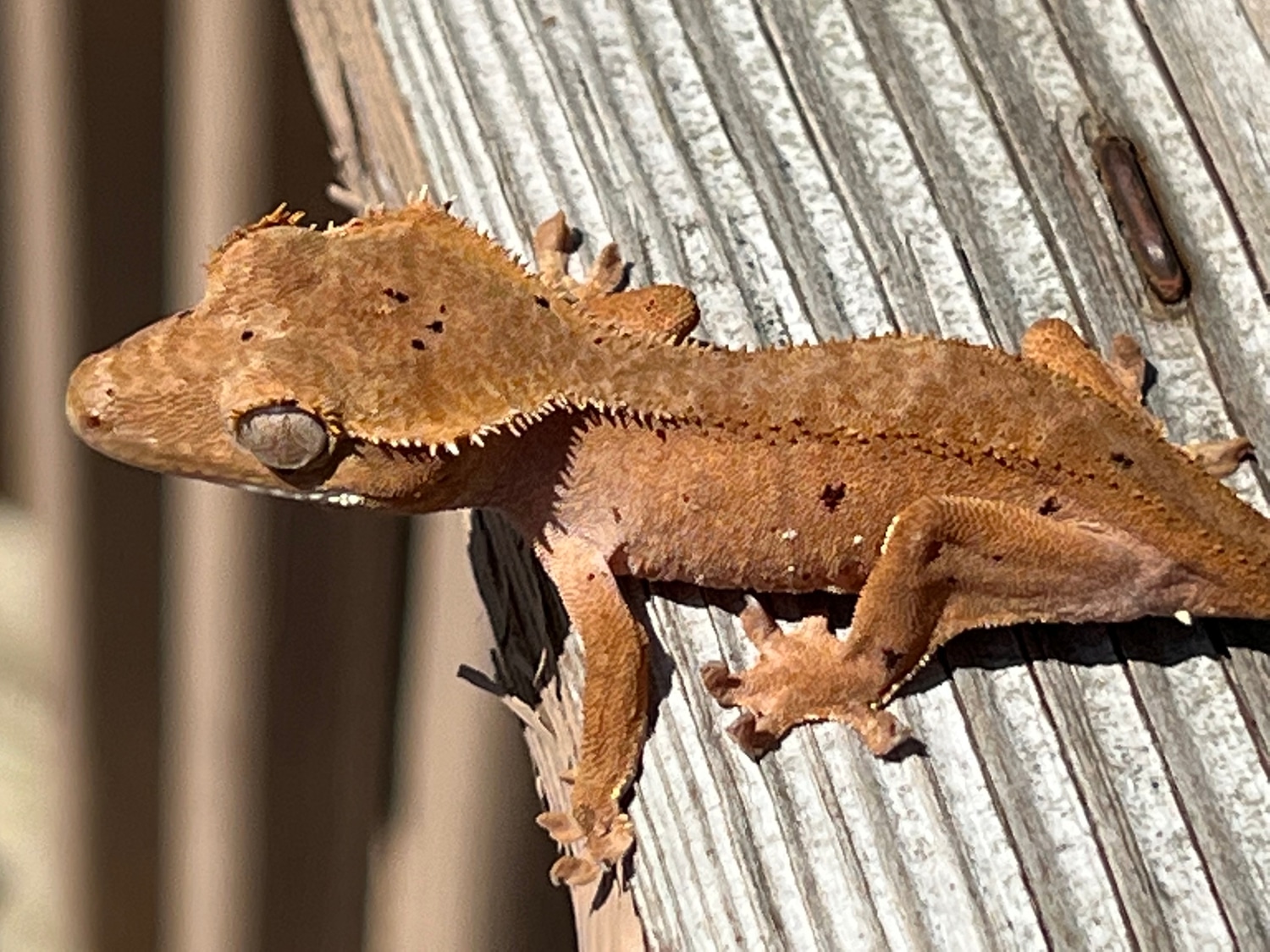 Bicolor With Portholes And Dalmatian Spots Crested Gecko by Mitch-A ...