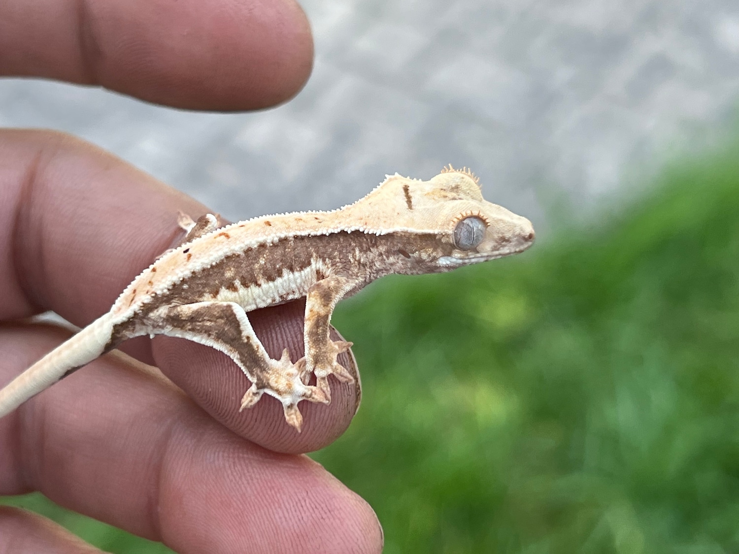 50% Het Axanthic LIlly White Crested Gecko by Mitch-A-Tech Geckos ...