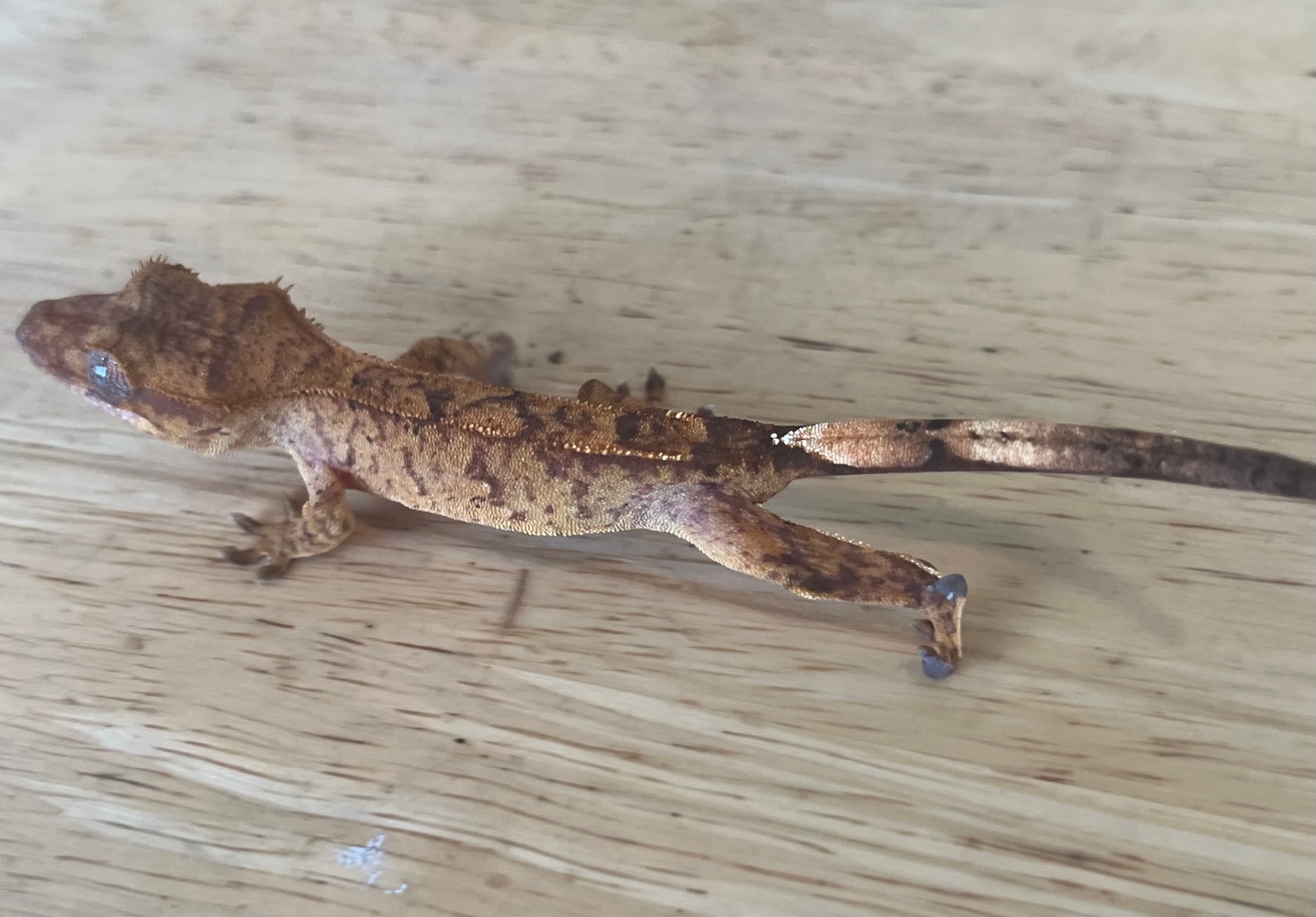 Brindle Crested Gecko by Mitch-A-Tech Geckos - MorphMarket