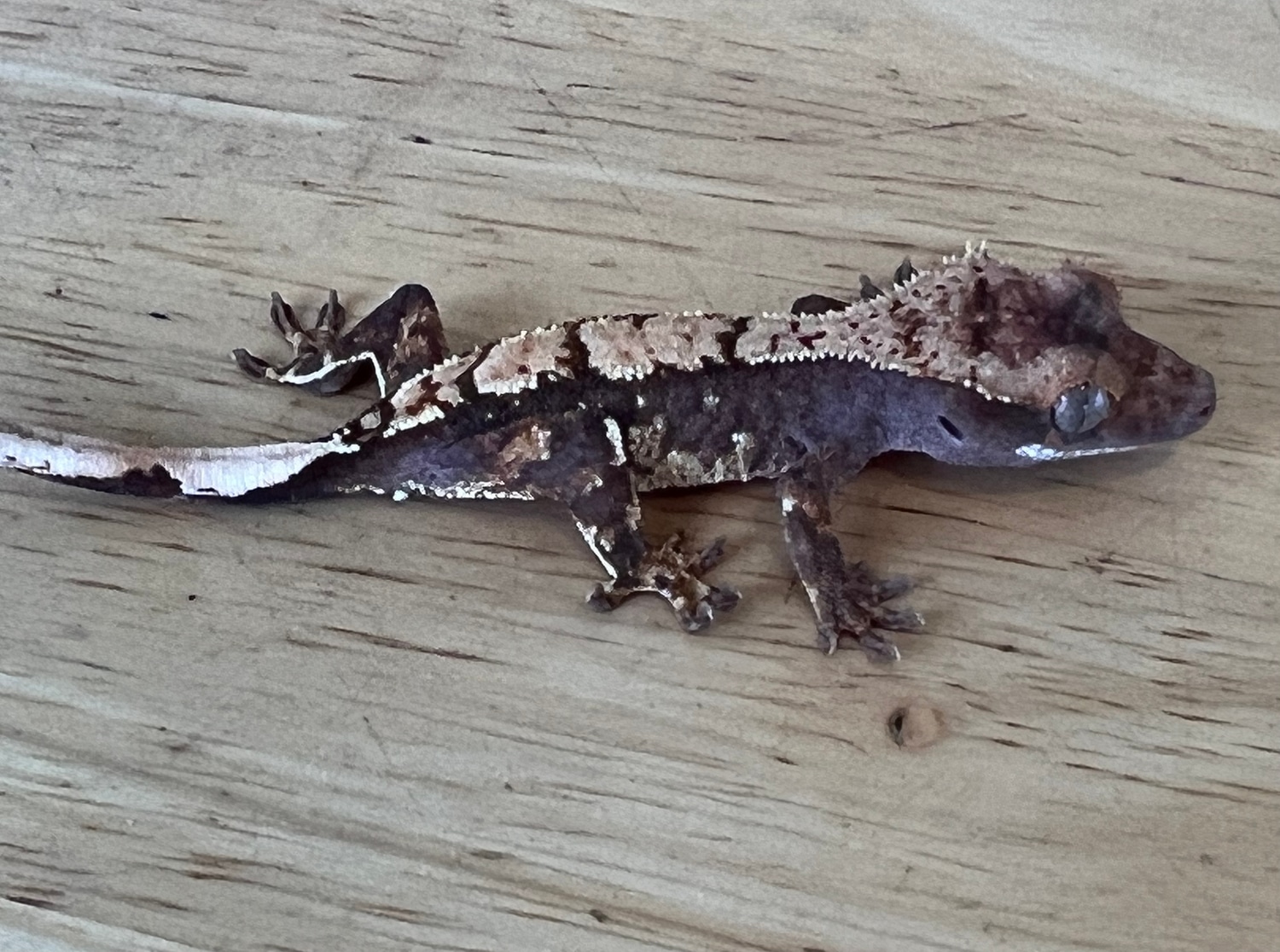 50% Het Axanthic Crested Gecko by Mitch-A-Tech Geckos - MorphMarket