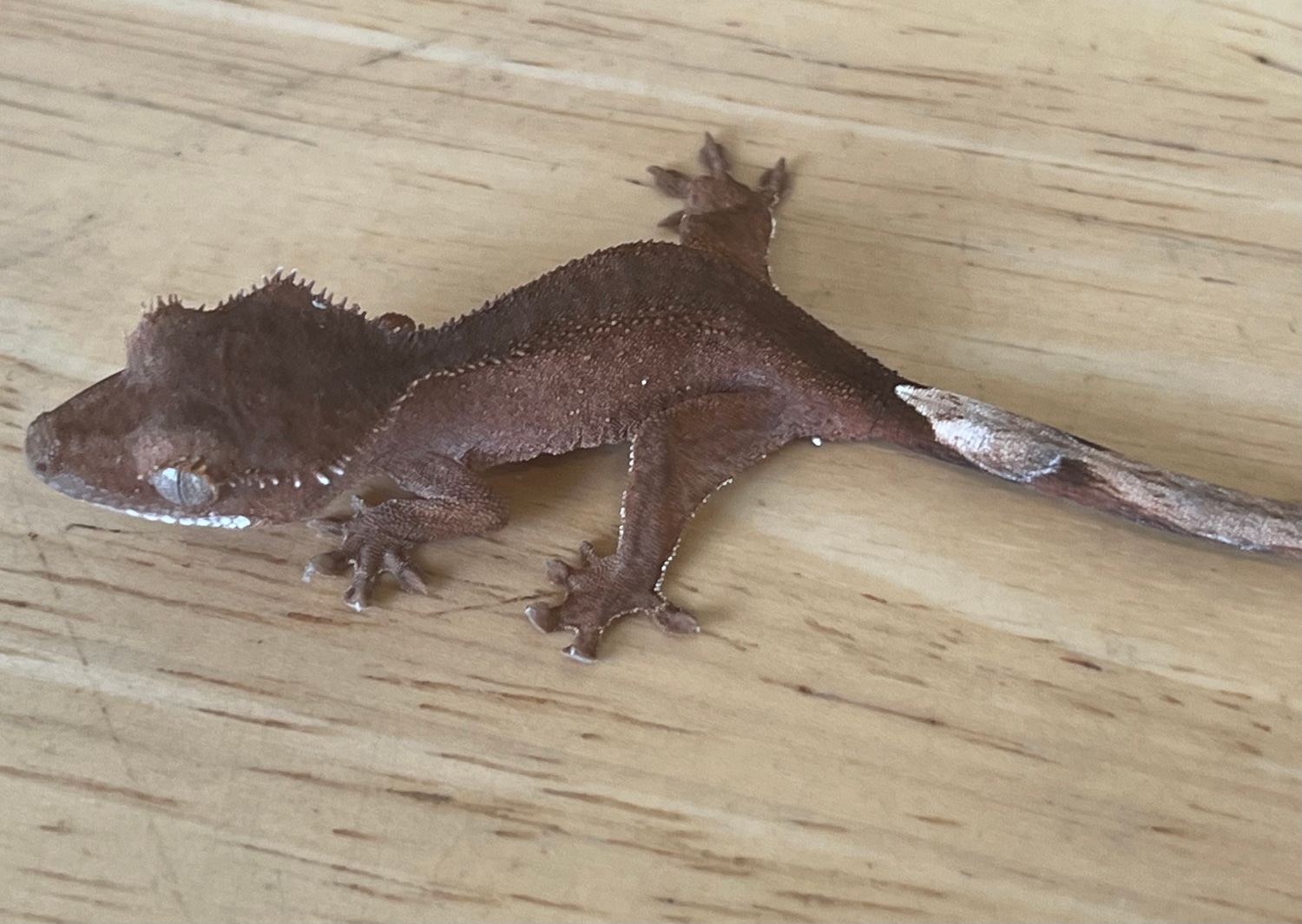 Bicolor With White Fringe And Portholes Crested Gecko by Mitch-A-Tech ...