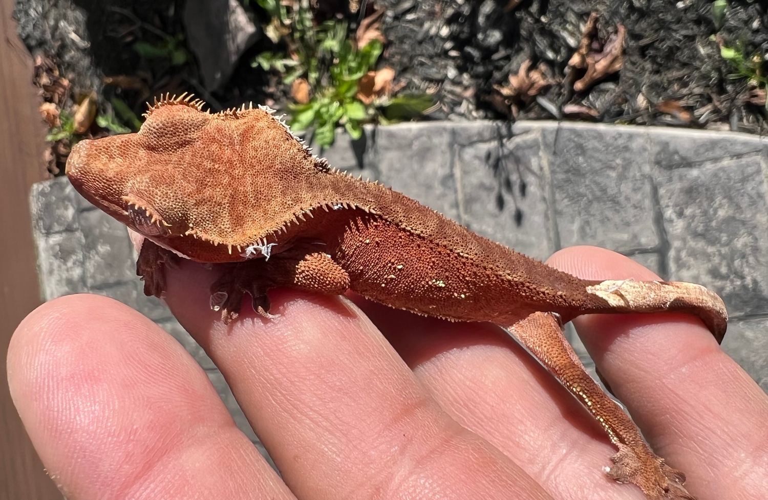 Dark Red Bicolor Crested Gecko by Mitch-A-Tech Geckos - MorphMarket