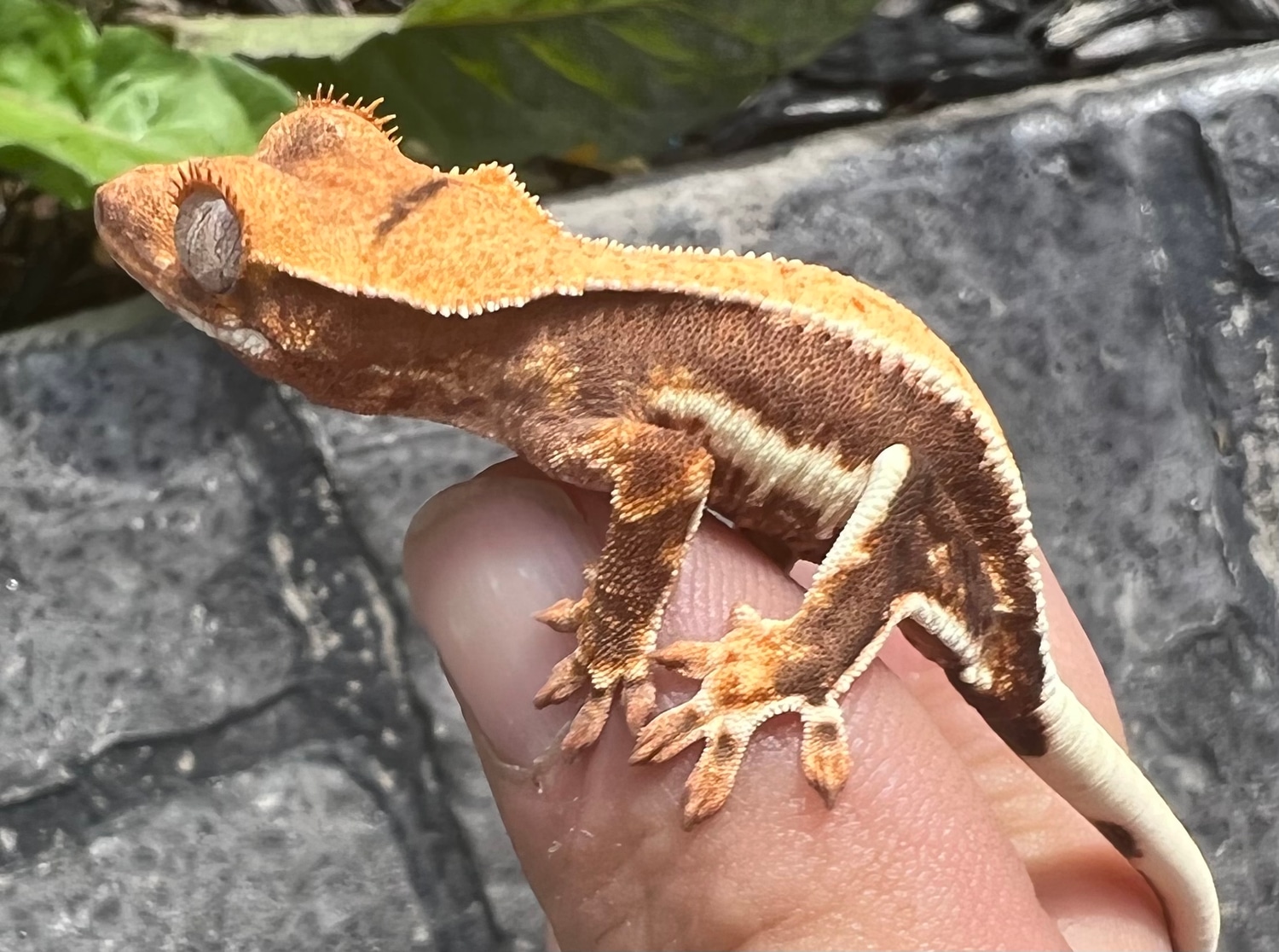 Lilly White 50% Het Axanthic Crested Gecko by Mitch-A-Tech Geckos ...