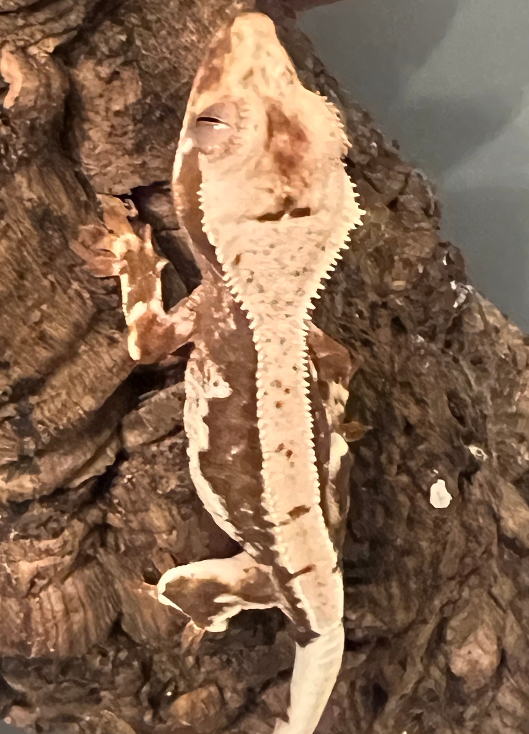 Lilly White 50% Het Axanthic Crested Gecko by Mitch-A-Tech Geckos ...