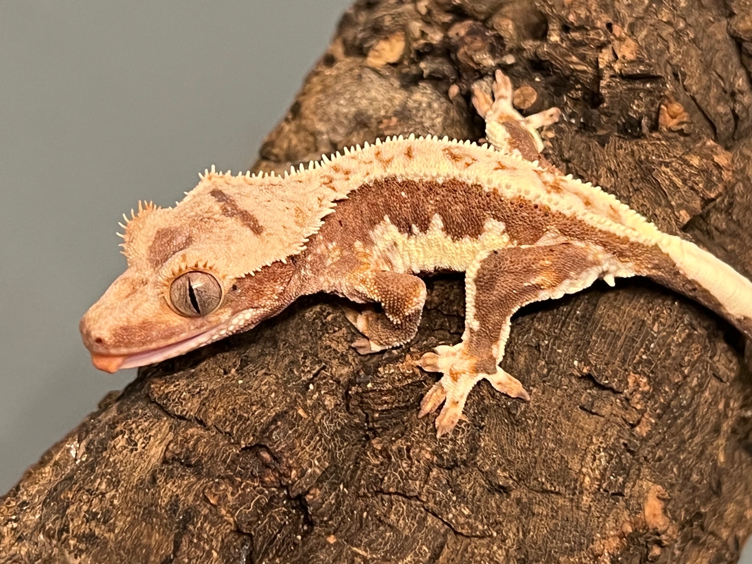 Lilly White 50% Het Axanthic Crested Gecko by Mitch-A-Tech Geckos ...