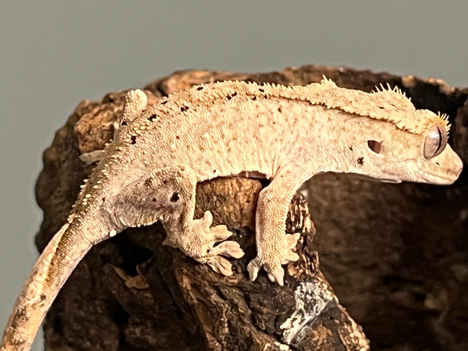 66% Het Axanthic Confetti Crested Gecko by Mitch-A-Tech Geckos ...
