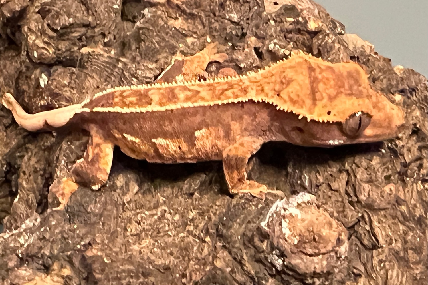 Partial Pinstripe Harlequin Crested Gecko by Mitch-A-Tech Geckos ...
