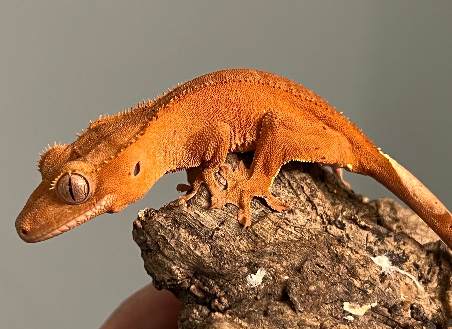 Bright Red Bicolor Crested Gecko by Mitch-A-Tech Geckos - MorphMarket