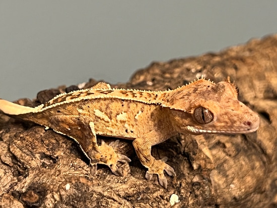 Yellow Reverse Pinstripe Crested Gecko by Mitch-A-Tech Geckos