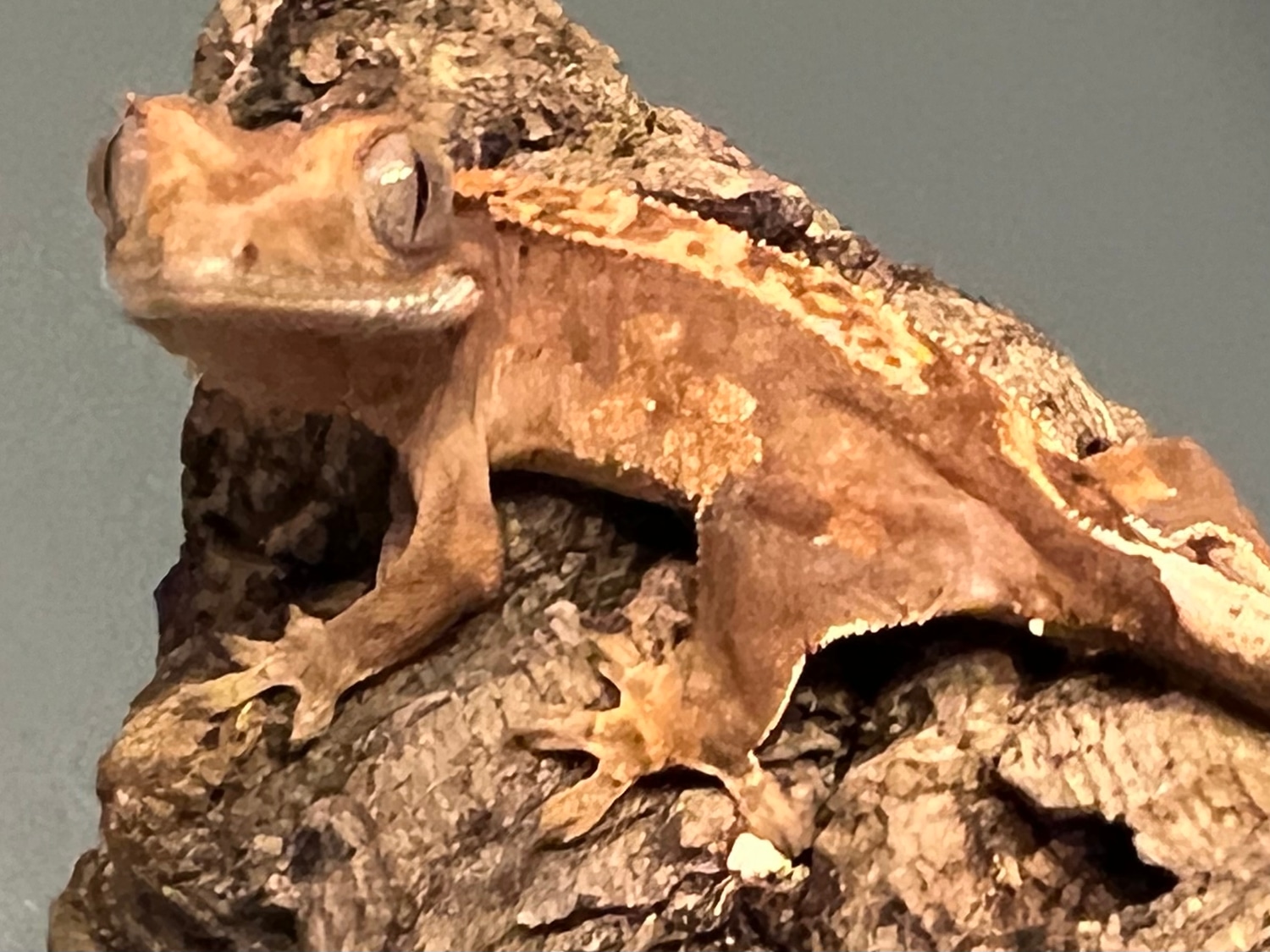 Flame Crested Gecko by Mitch-A-Tech Geckos - MorphMarket