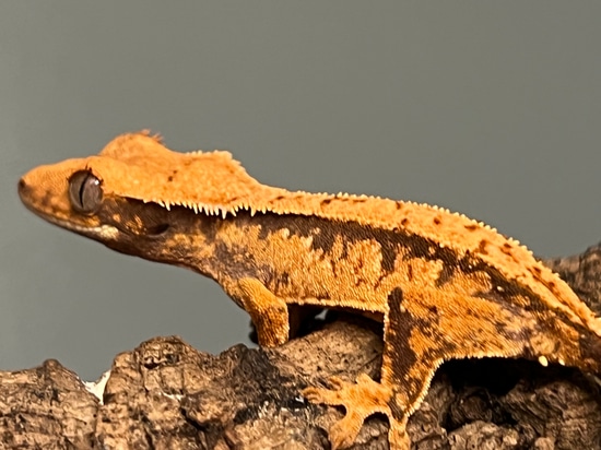 Yellow Extreme Harlequin XXX Crested Gecko by Mitch-A-Tech Geckos