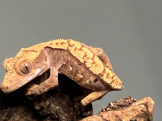 Dalmatian Flame Frog Butt Crested Gecko by Mitch-A-Tech Geckos